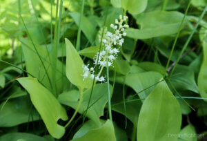 【写真つき】フィンランドで見られる野の花まとめ【現在18種】 | Free and Light